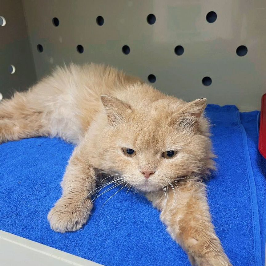 Ищет дом персиковый котик