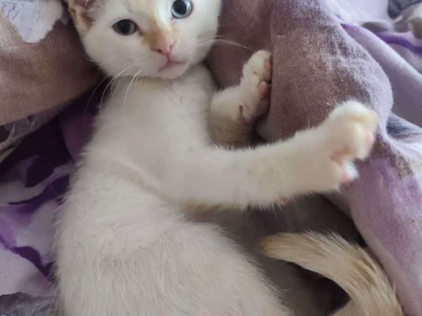 Кошка канадский сфинкс (не чистокровный)