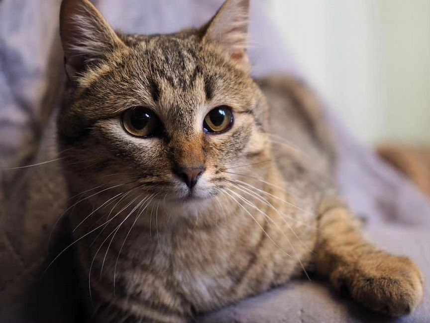 Котик 6 месяцев