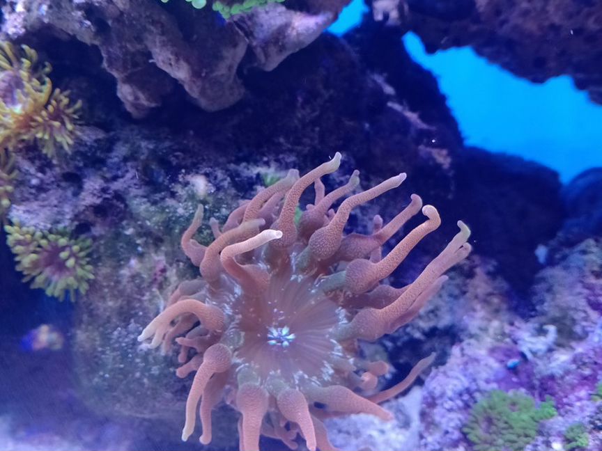 Актиния пузырчатая