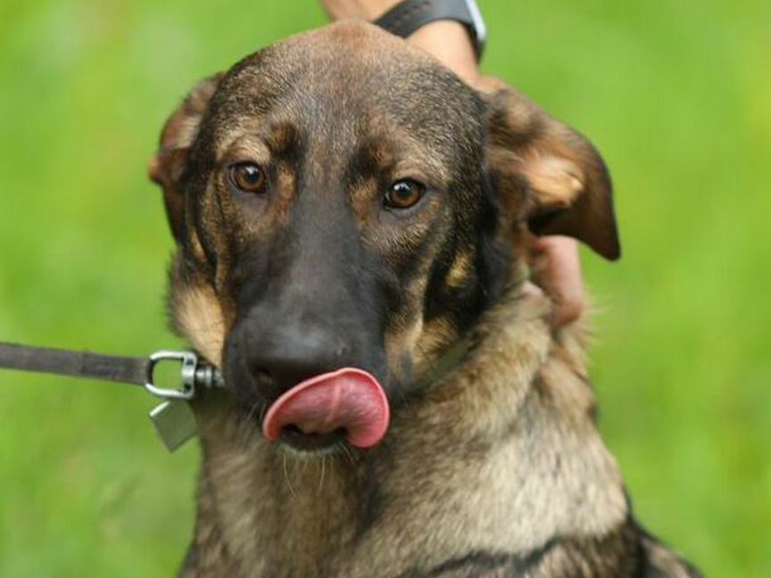 Кеша: живёт на передержке, ищет дом