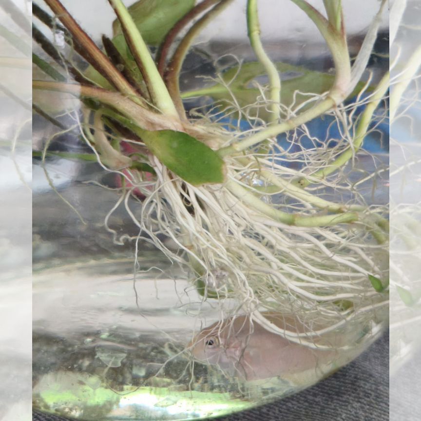 Отдам рыбку цихлиду