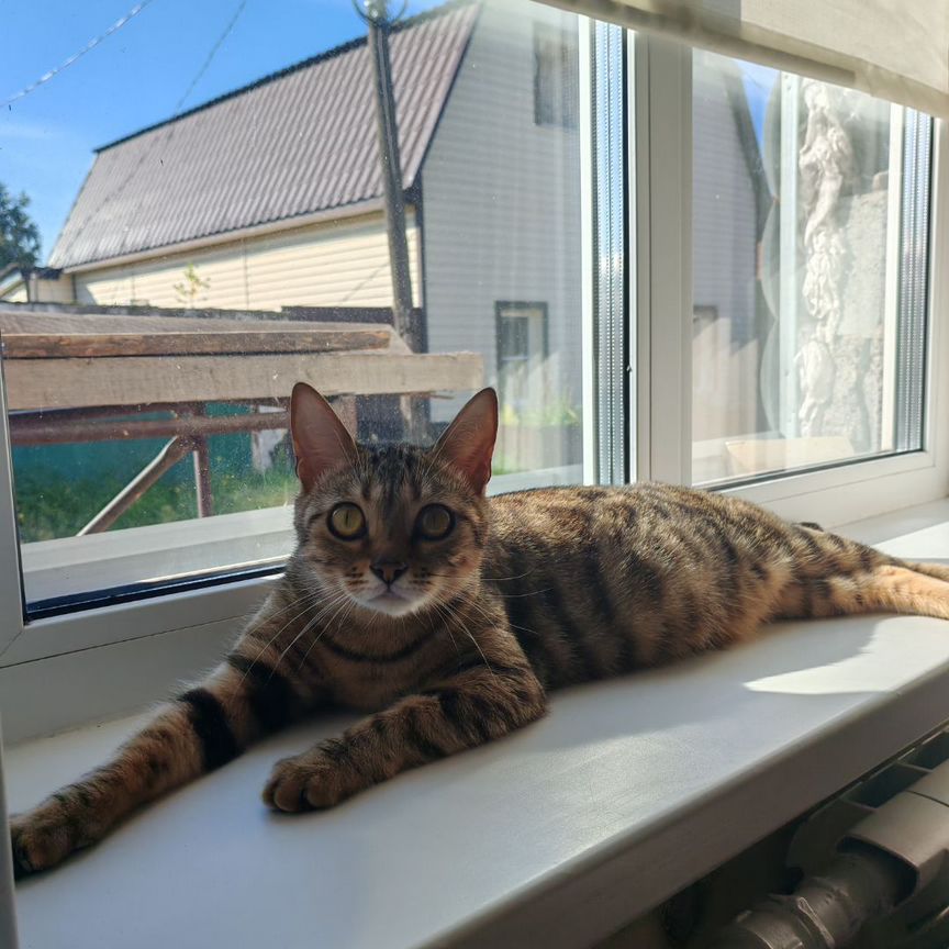 Бенгальская кошка бесплатно