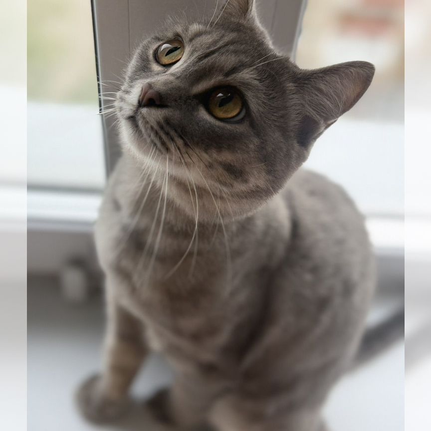 Шотландский вислоухий короткошёрстный котёнок
