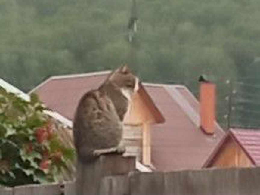 Котяра бродяга по жизни ботяра