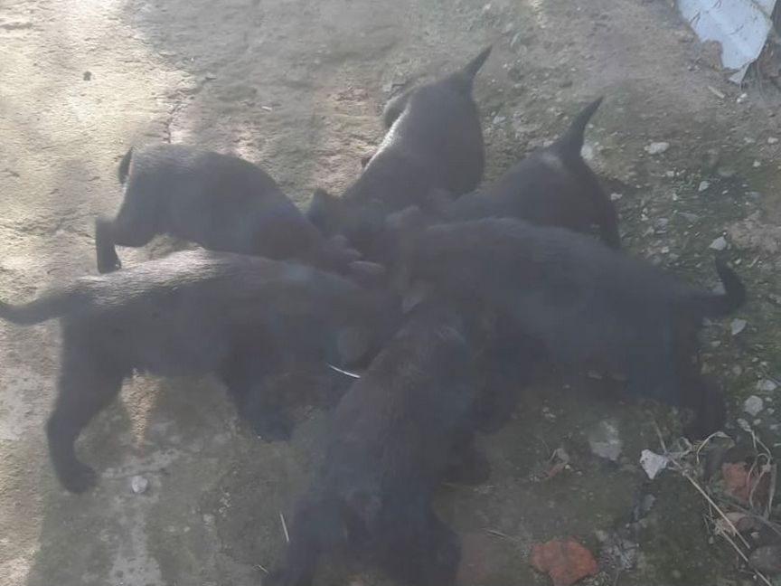 Щенки в добрые руки