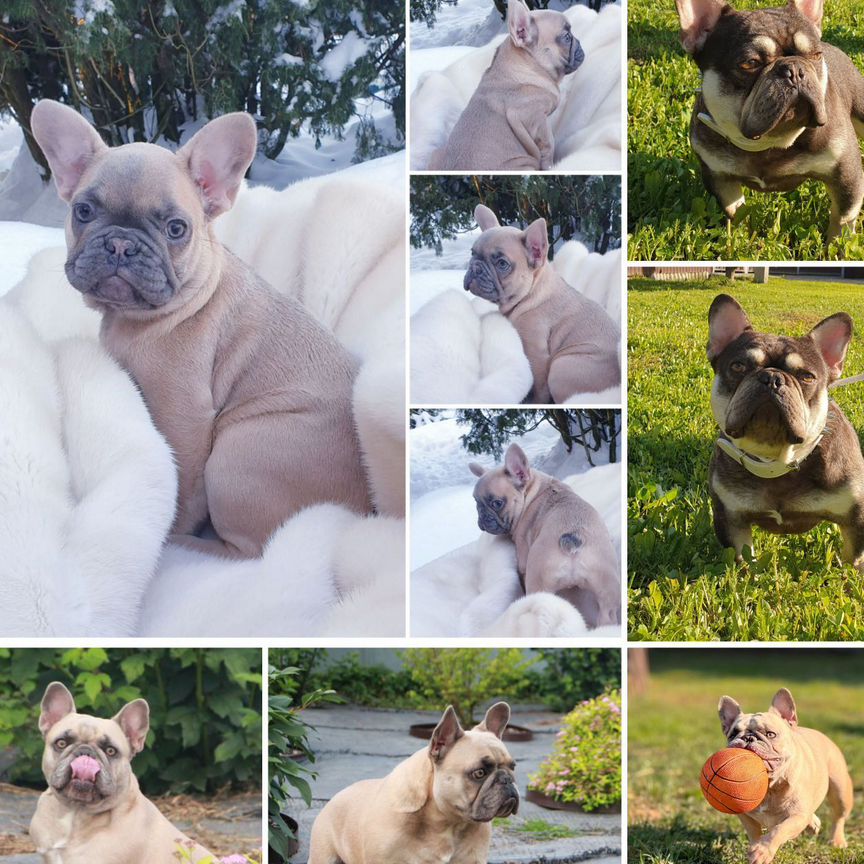 Французский бульдог, щенок