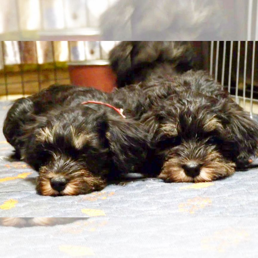 Цвергшнауцер, щенок