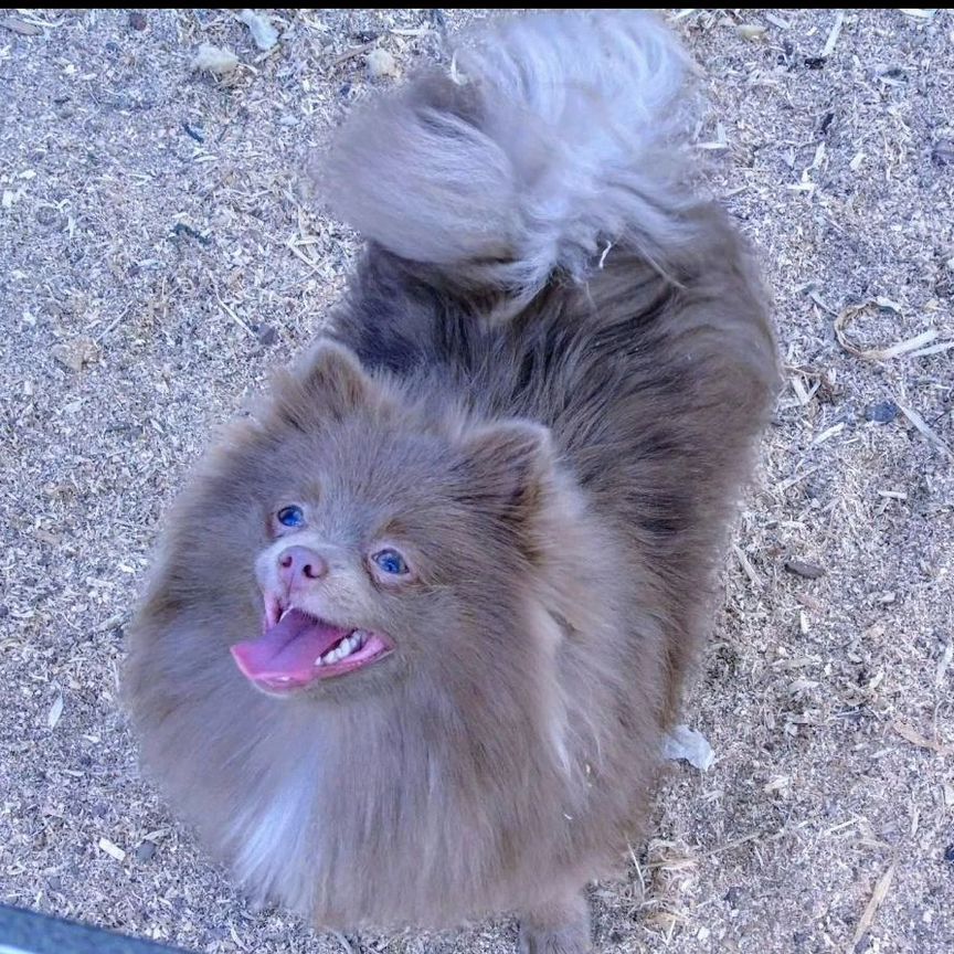 Шпиц девочка лилового окраса