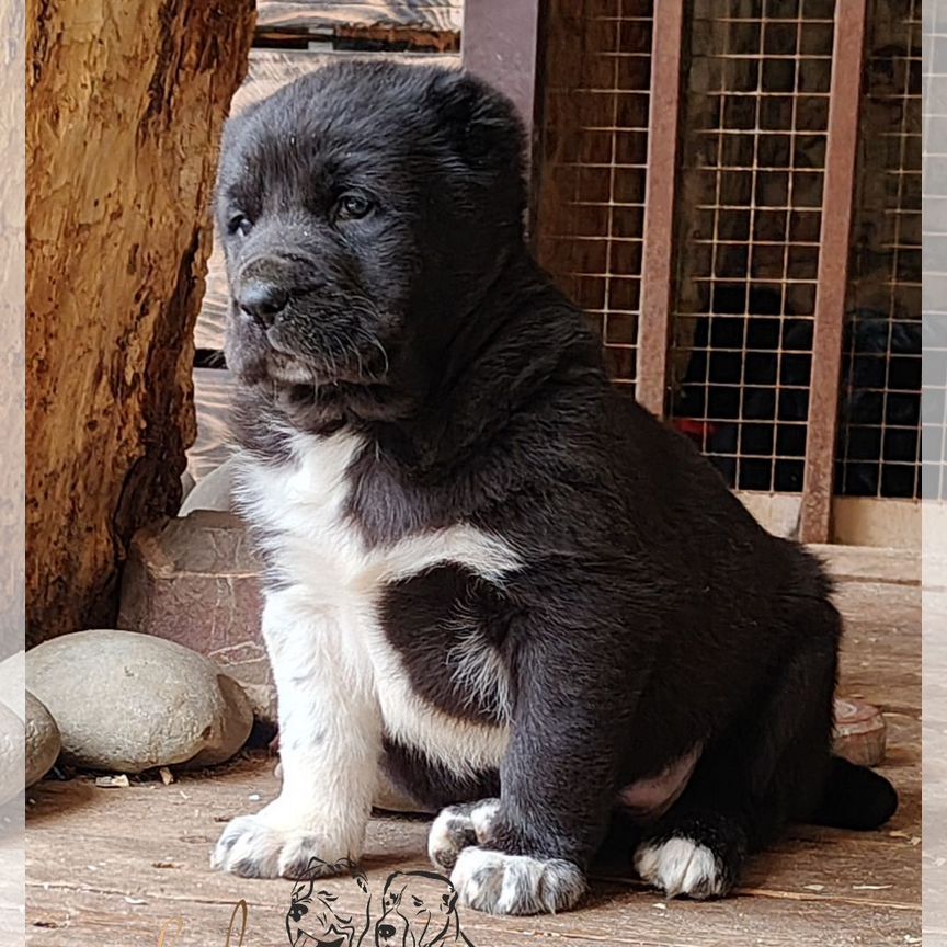 Среднеазиатская овчарка, щенок