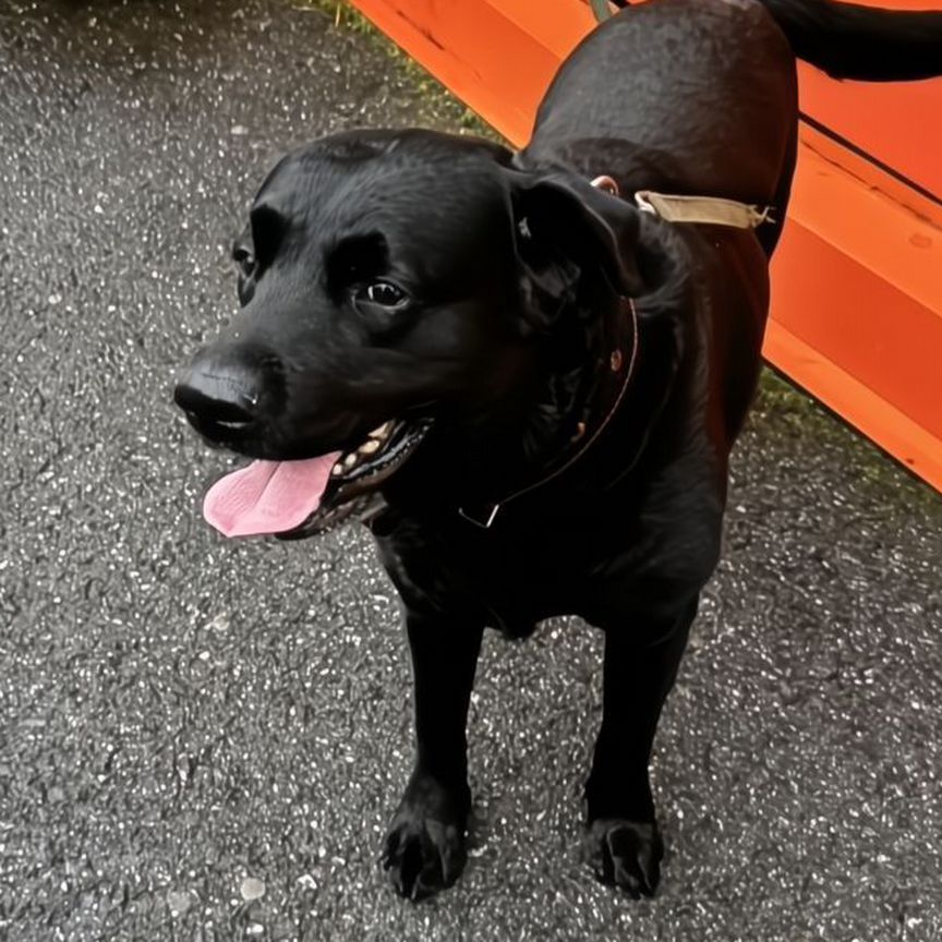 Лабрадор-ретривер, взрослый пёс