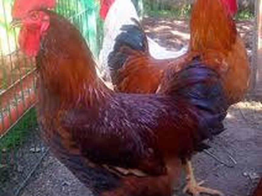 Инкубационное яйцо от Венгерского репродуктора