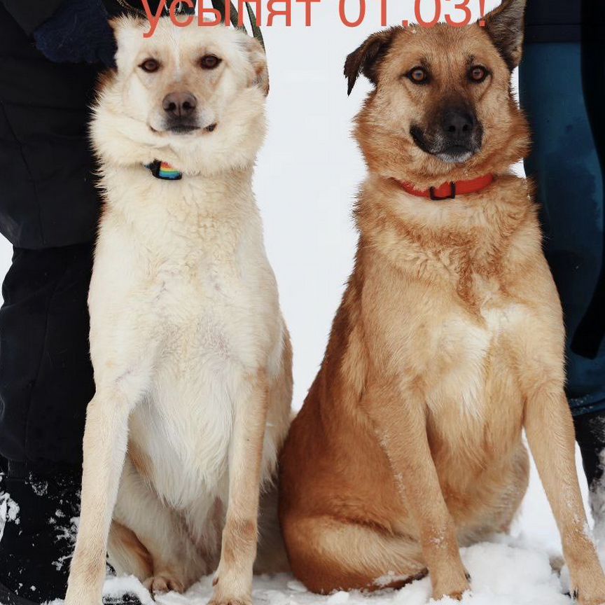 Взрослая собака в добрые руки