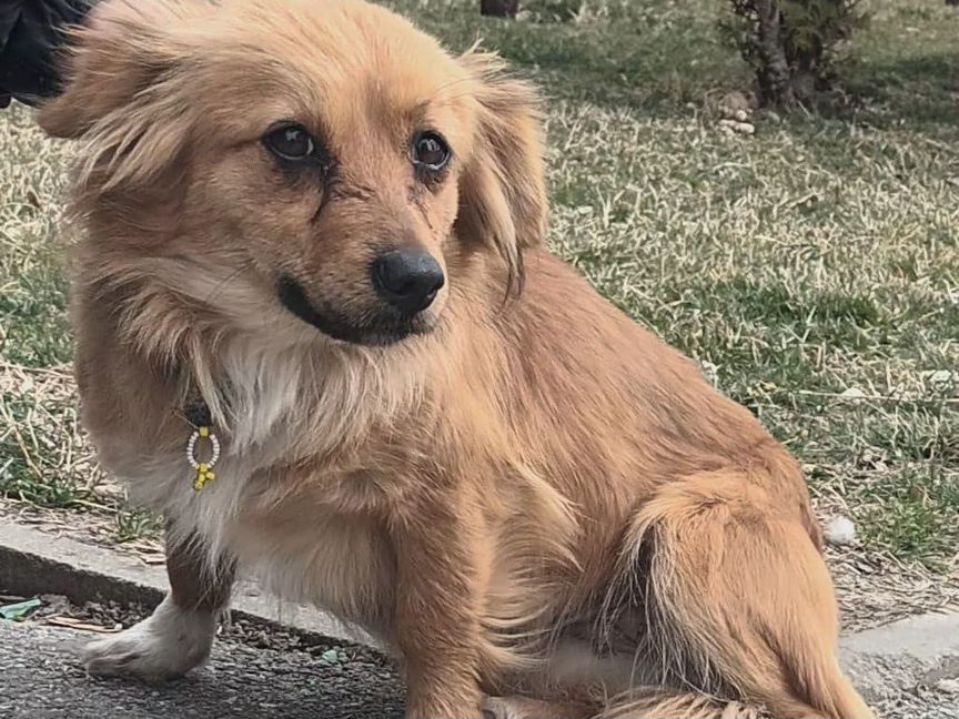 Милая собачка ищет дом