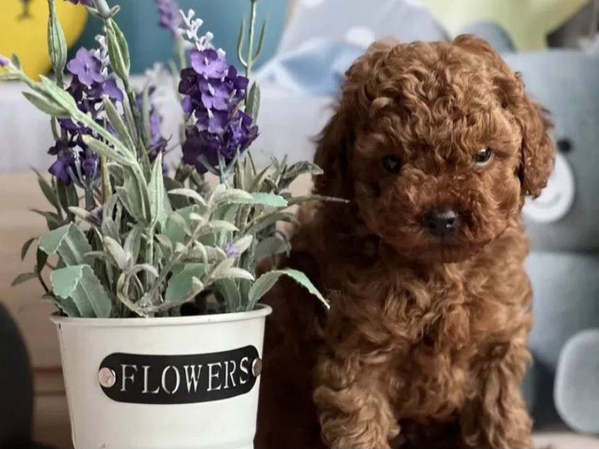 Той Пудель Red Brown