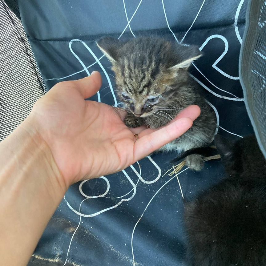 Котята в добрые руки