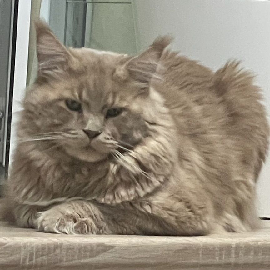 Кот на вязку Майн кун полидакт
