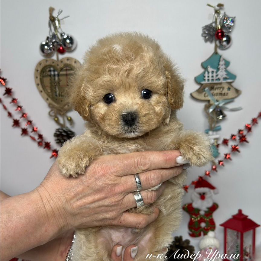 Мальтипу, щенок