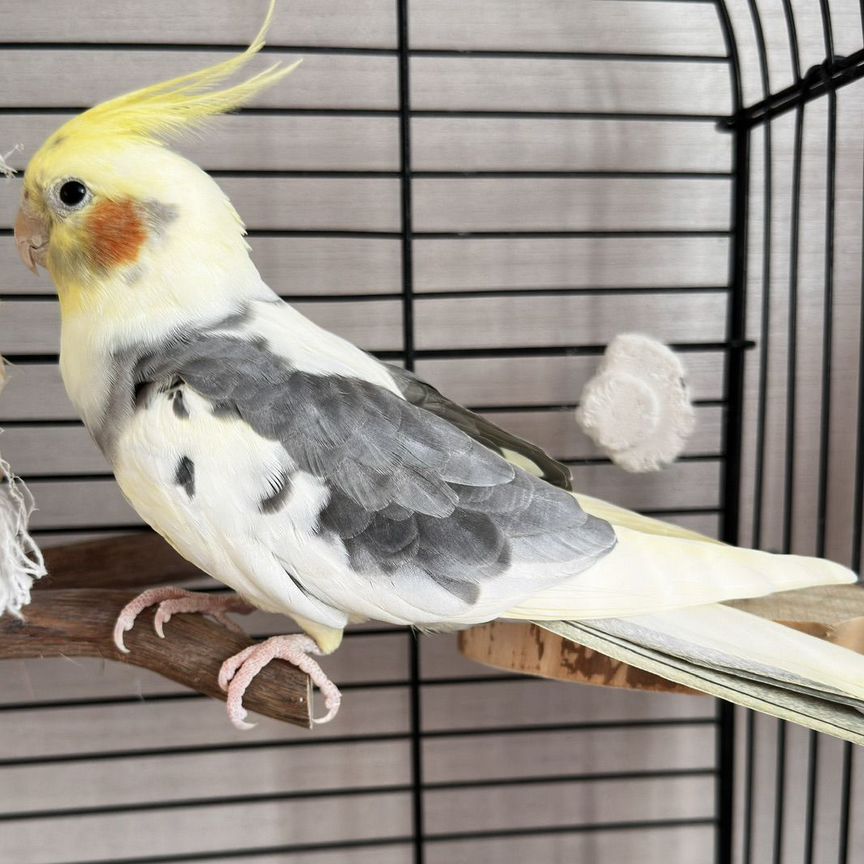 Корелла девочка с клеткой