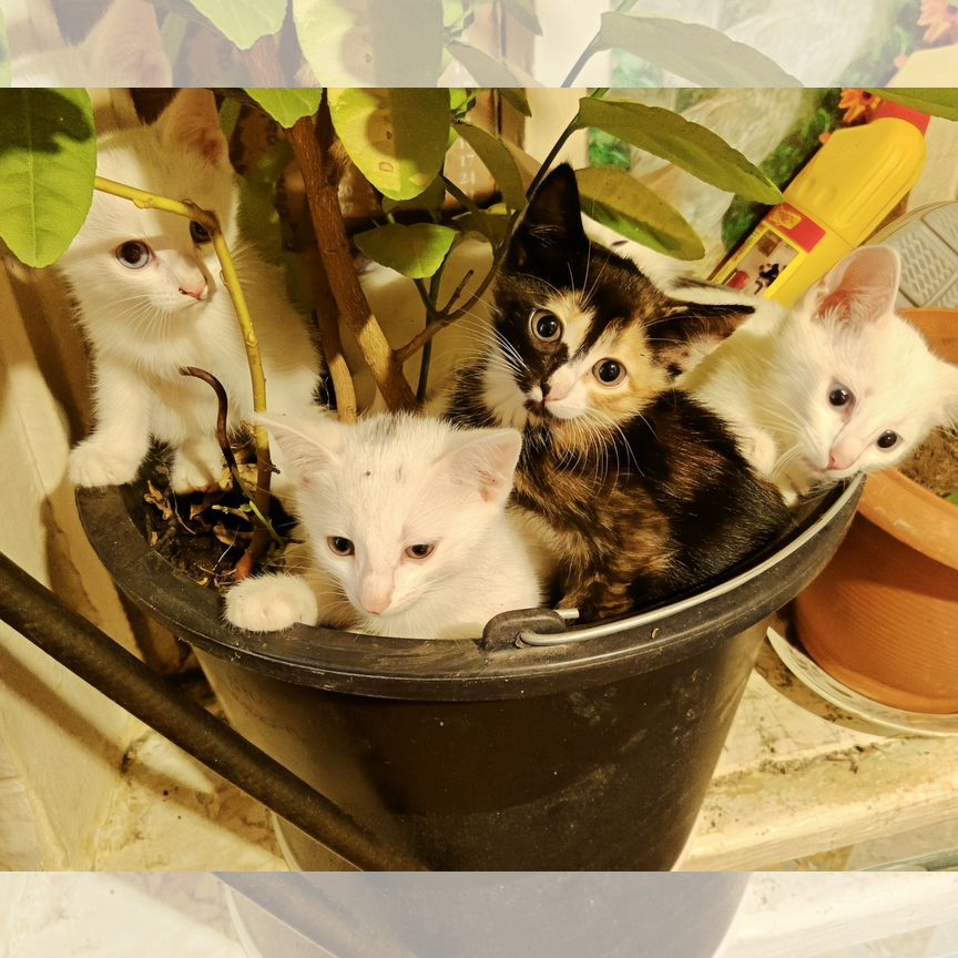 Котёнок в добрые руки