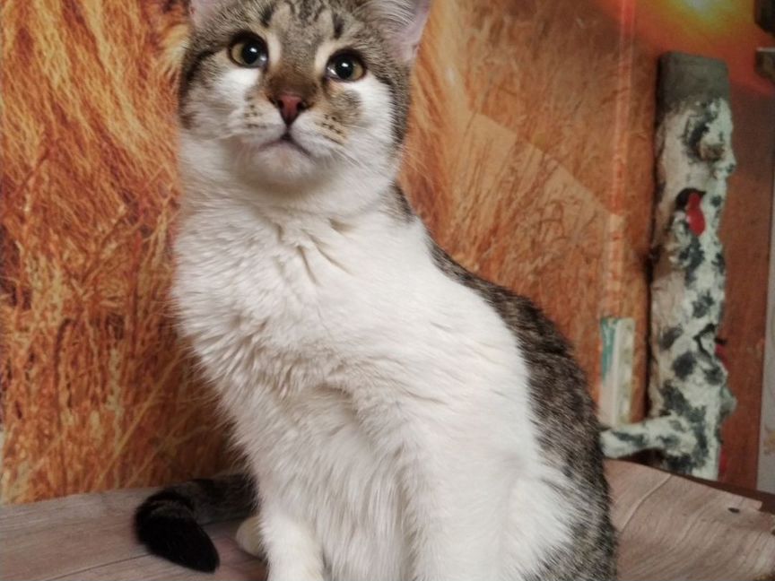 Котик Проша ищет дом