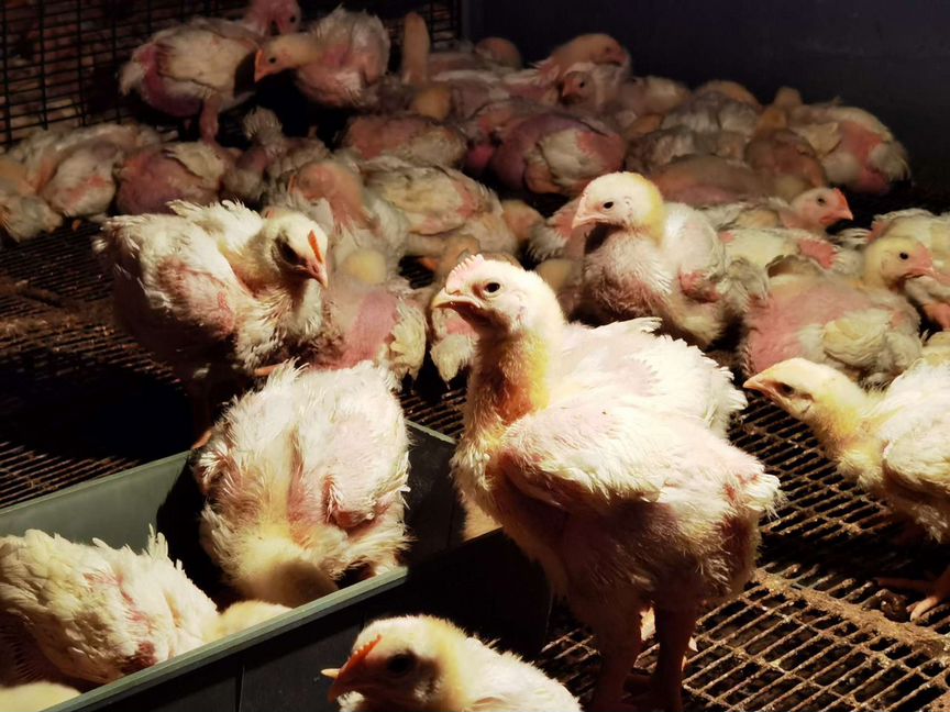 Бройлер подрощенный Арбор Айкрес Кобб-700