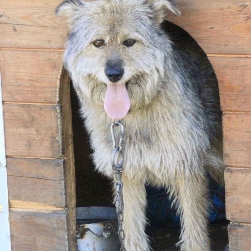 Стерилизованная Тутси