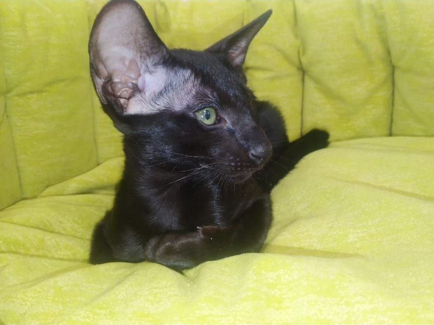 Ориентальные котята