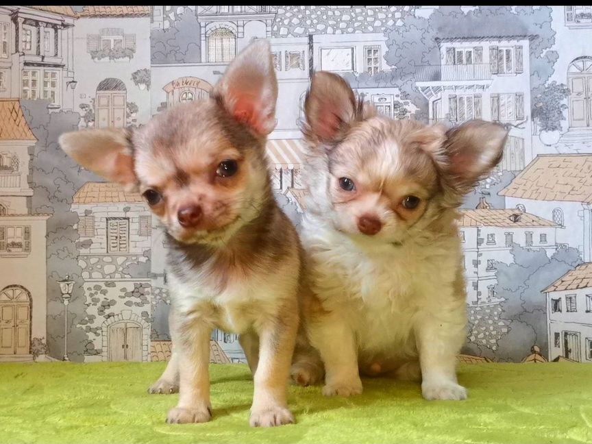 Щенки чихуахуа