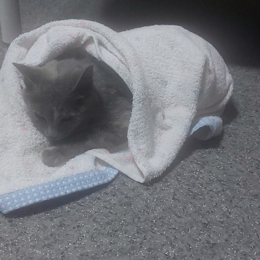 В добрые руки просится мурчание