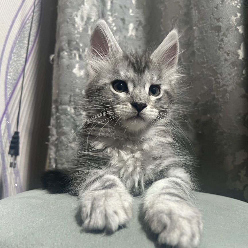 Мейн-кун котёнок