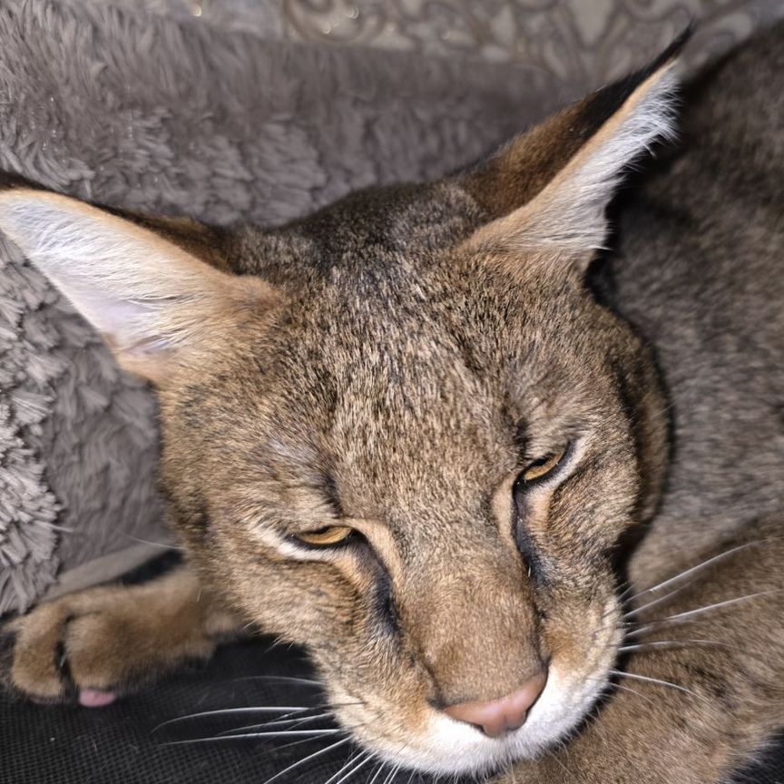 Чаузи котёнок