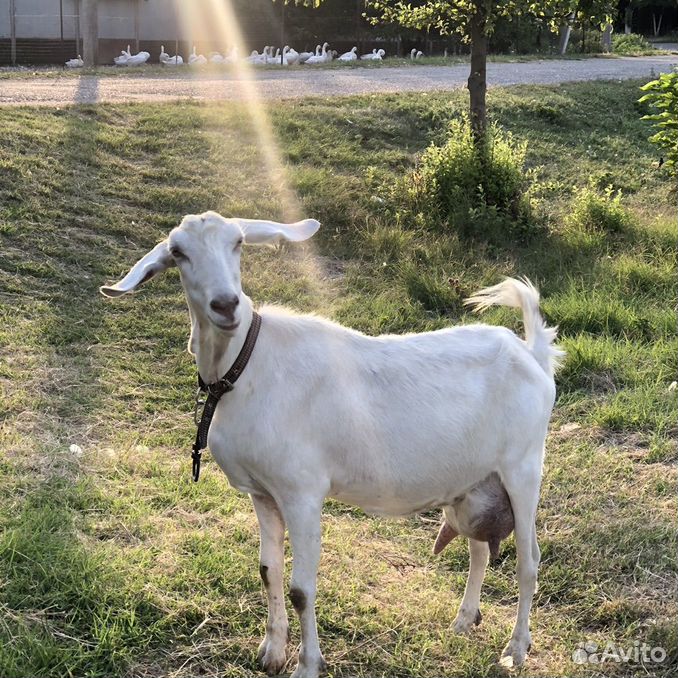 Козы на мясо торга нет)