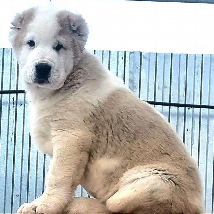 Среднеазиатская овчарка алабай щенки