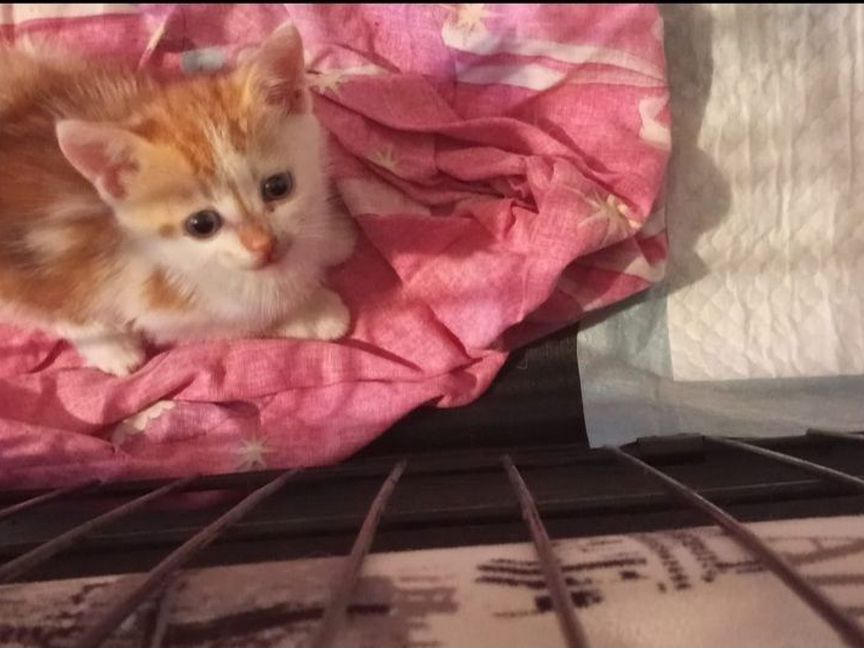 Отдам в добрые ручки котенка,девочка