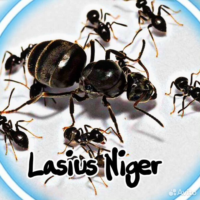 Муравьи Lasius Niger (черный садовый муравей)
