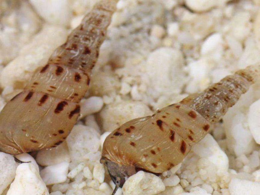 Улитки аквариумные