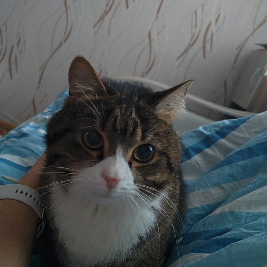 Отдам в добрые руки кота