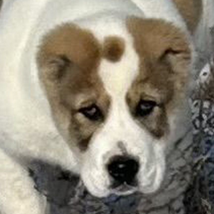 Среднеазиатская овчарка алабай щенки