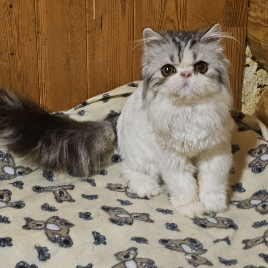 Персидский мальчик