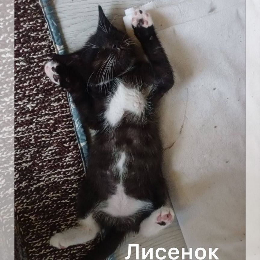 Особенный котенок в дар