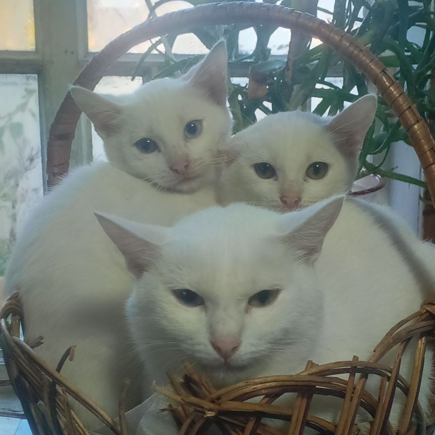 Као-мани котёнок