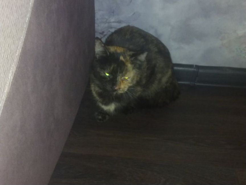 Кошка в добрые руки