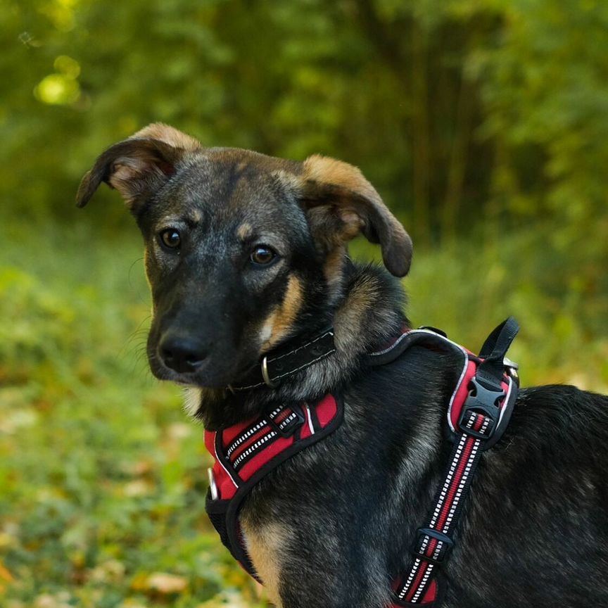 Щенки из приюта: Сальма в добрые руки