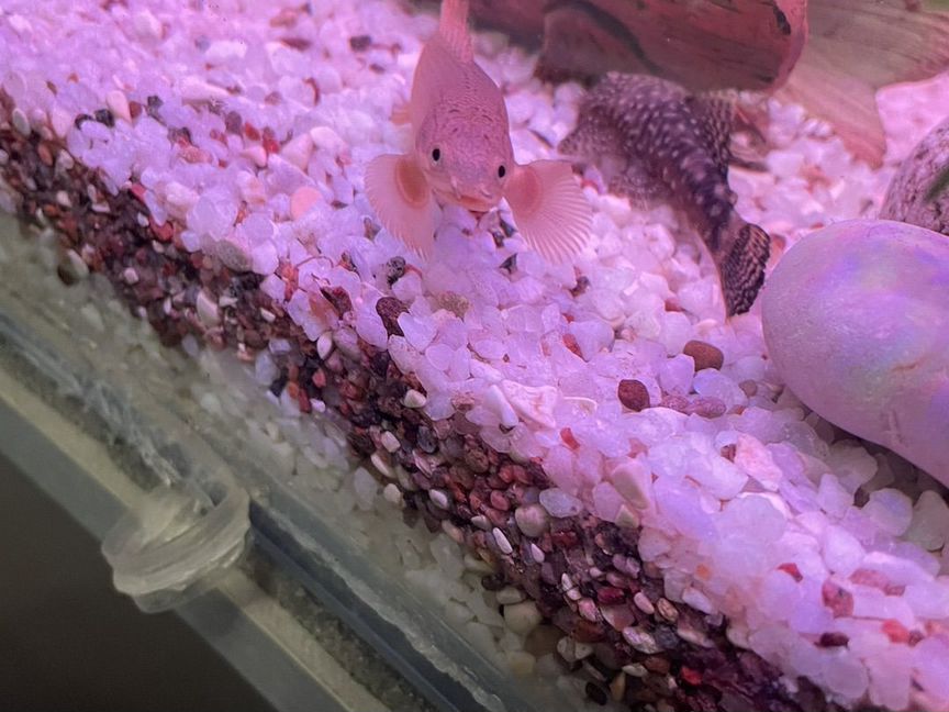 Полиптерус сенегальский