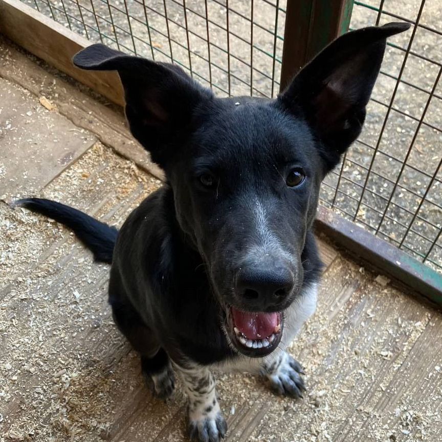 Маленькое ушастое чудо ждет вас в приюте