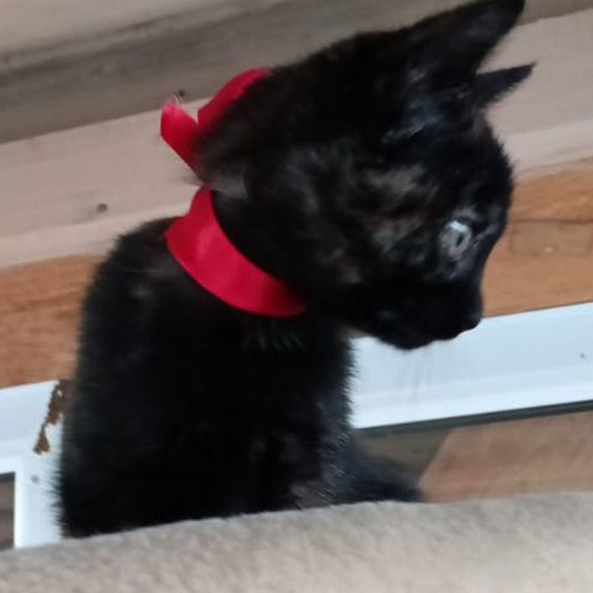 Котенок девочка