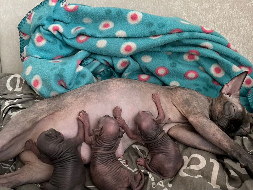 Канадский сфинкс котята