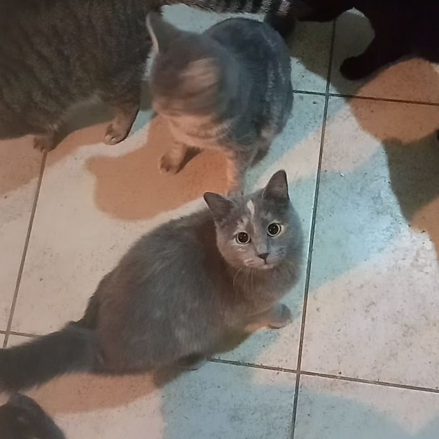 Котята в добрые руки девочка