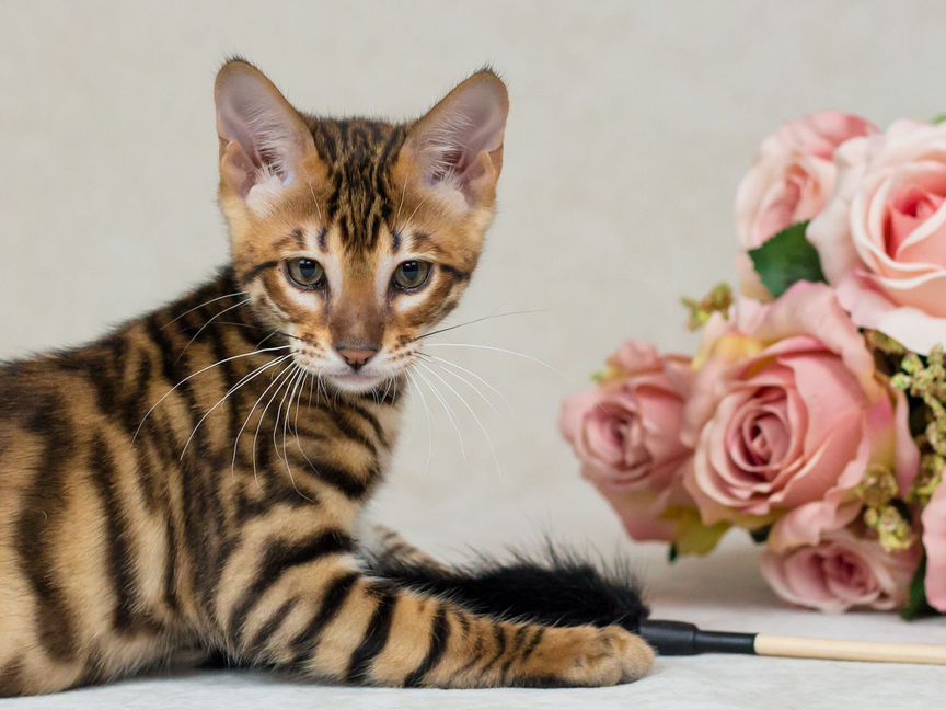 Котенок породы тойгер